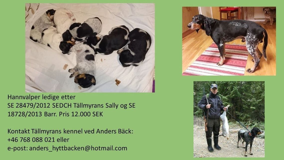 Valper til salgs | Luzernerringen i Norge